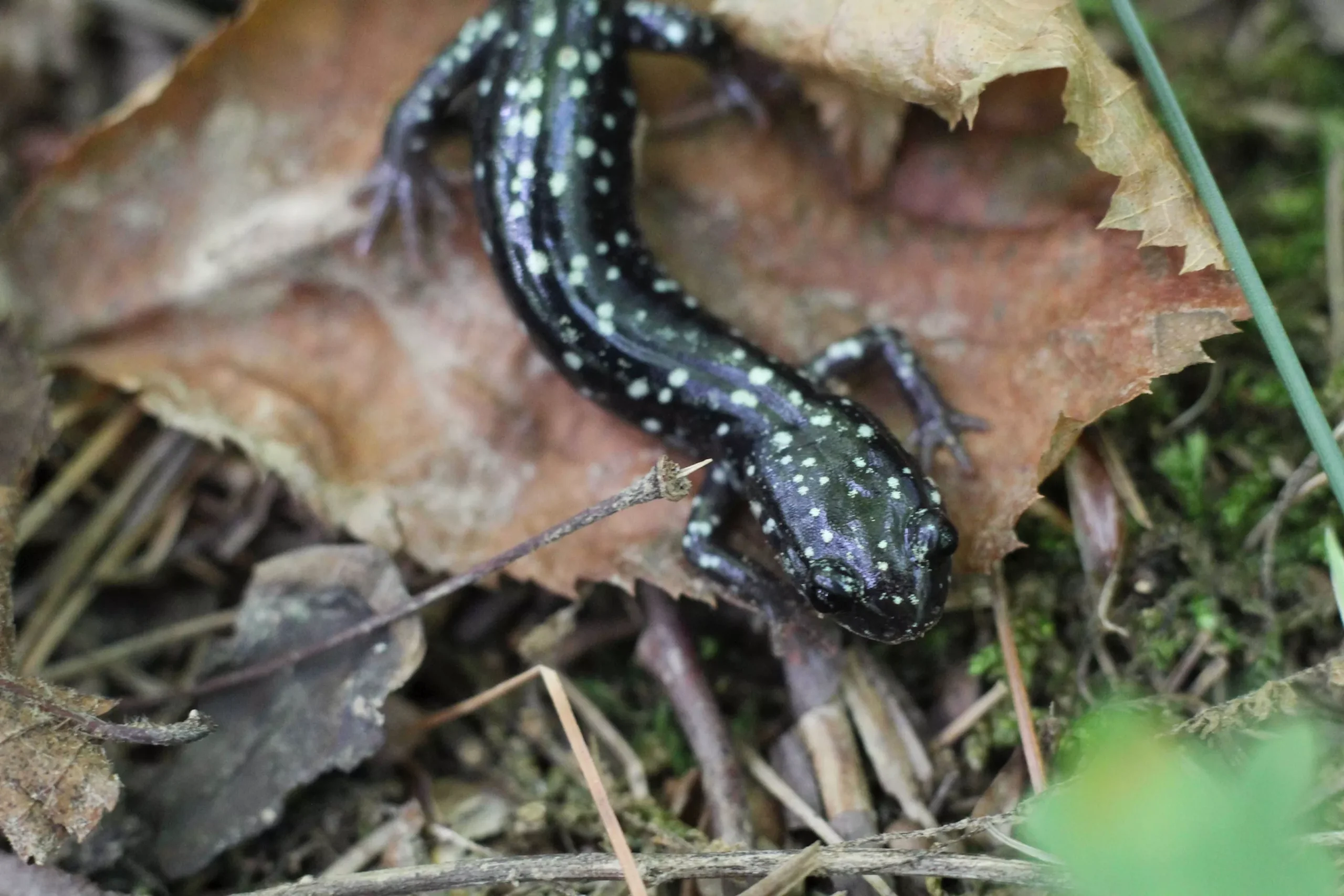 New Field Guide to Columbia County Released by Hawthorne Valley Ecology ...