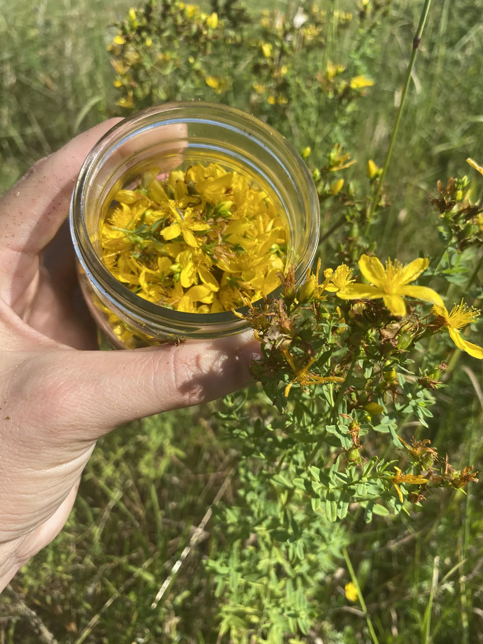 Plant Identification, Medicinal Possibilities, and Herbalism in the ...