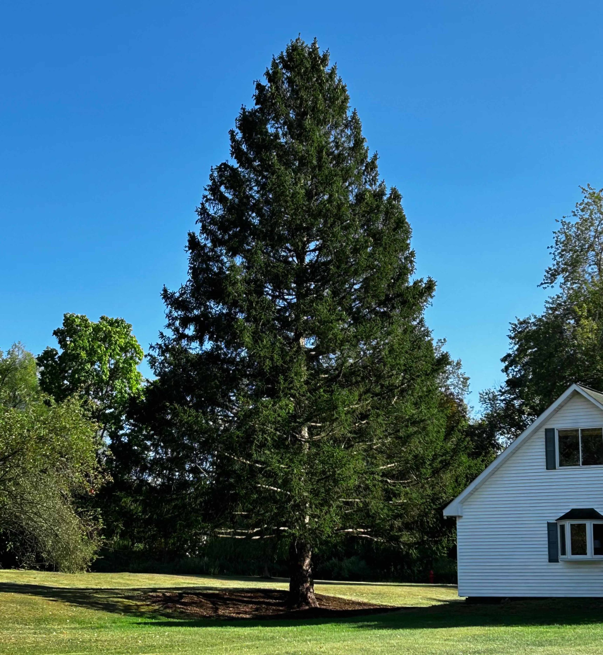 Rockefeller Center Tree 2025 Comes from East Greenbush - Chronogram ...